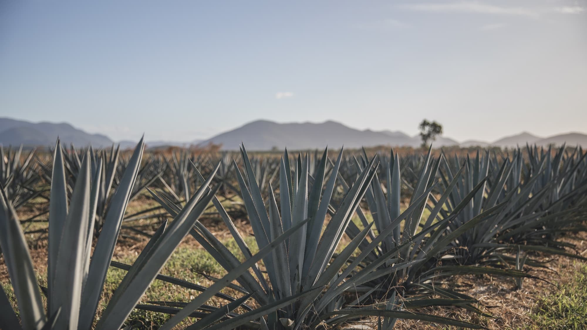 Highlights | Australian Agave Project